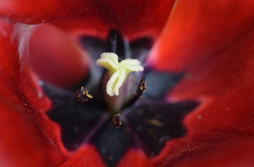 Red Tulip - Space Studio & Gallery